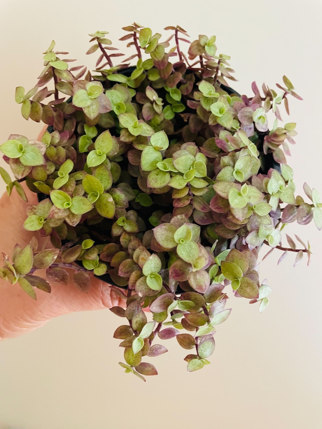Live Callisia Repens Turtle Vine Plant 4 Pots - Etsy