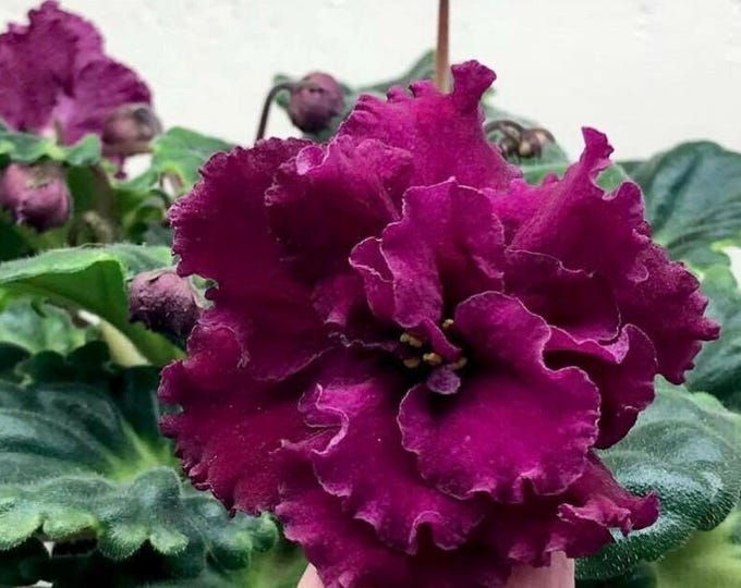 African Violet Harmony's Frilly Girl Houseplant 2.5” Potted Starter ...