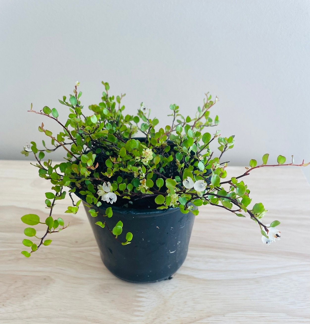 Live Angel Vine Plant 4 - Etsy