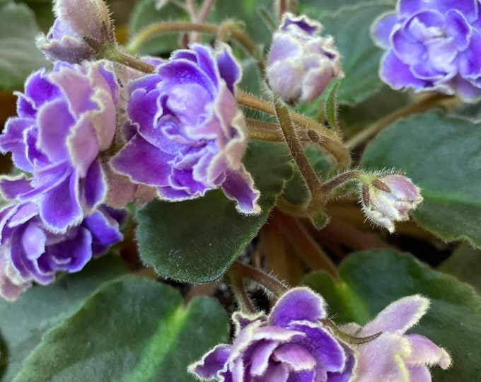 African Violet Live Plants OPTIMARA TRINIDAD II Double Two-tone ...