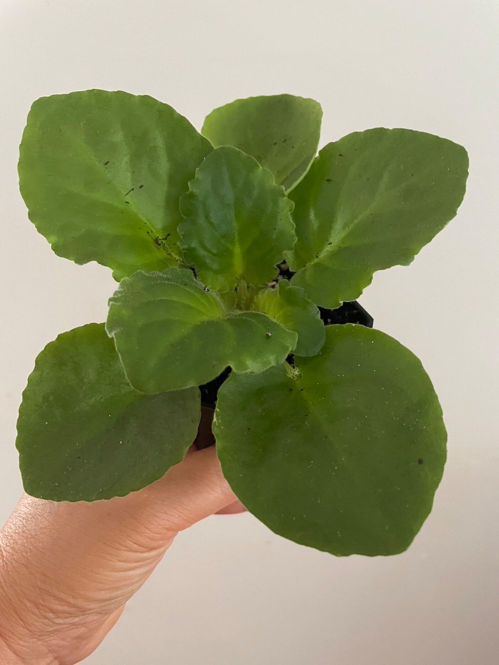 African Violet Rhapsodie Cora Live Houseplant 2 Potted Starter Plant - Etsy