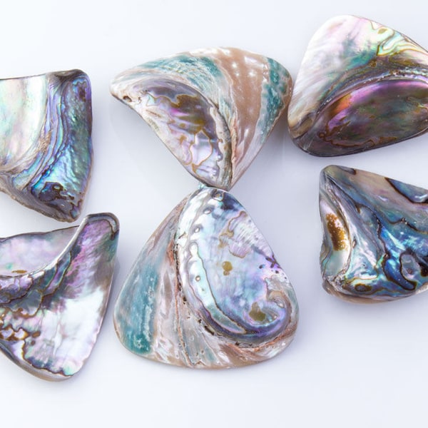 Drilled Abalone - Etsy