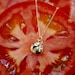 Tomato Necklace Yellow Gold Plated by Delicacies Jewelry - Etsy
