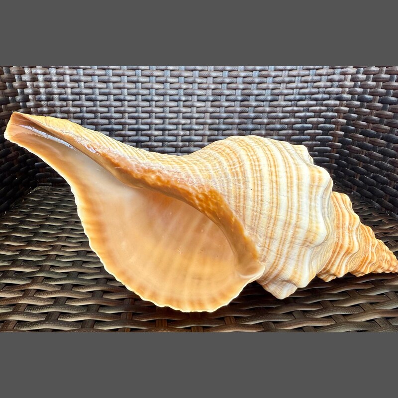 Conch Shell Art - Etsy