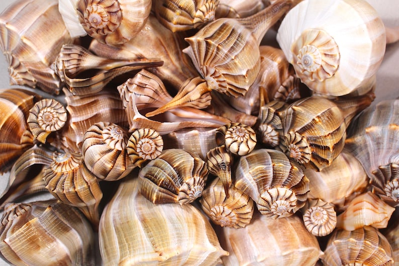 Florida Lightning Whelk Shells - Multiple Sizes - Etsy