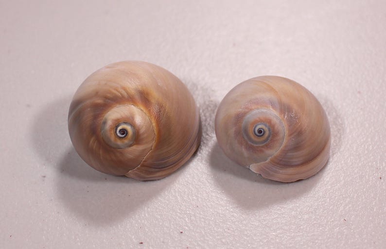 Shark Eye Shells - Set of 10 Natural Florida Seashells, Coastal Decor ...