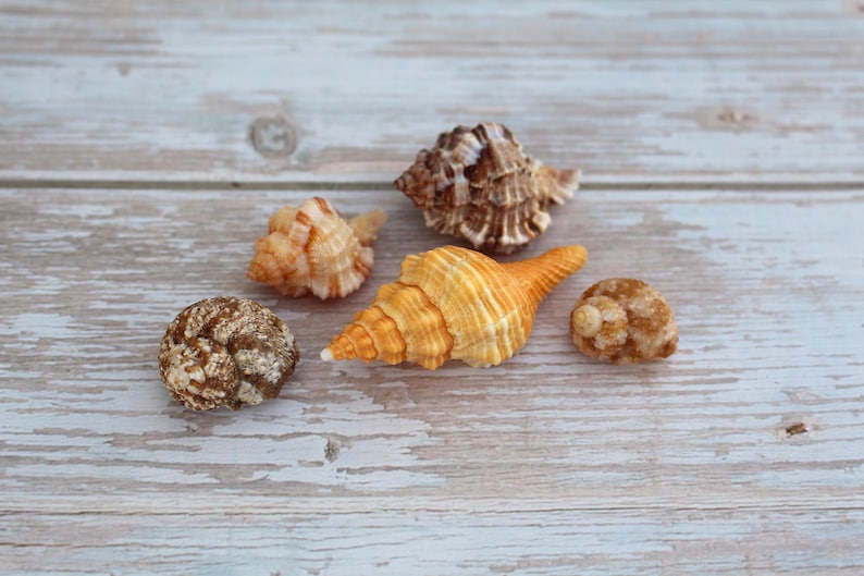 Gulf Coast Seashell Mix: Coastal Décor, Craft Supply - 1 Lb Mix - Etsy