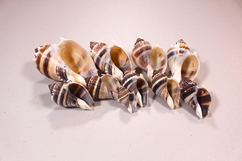Florida Crown Conch Shells – Coastal Décor or Collector Shells - Etsy