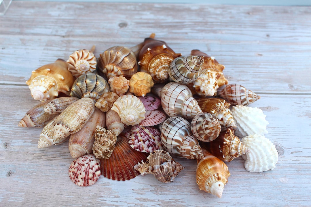 Gulf Coast Seashell Mix: Coastal Décor, Craft Supply - 1 Lb Mix - Etsy