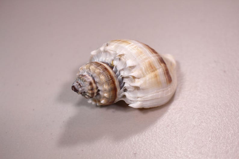 Florida Crown Conch Shells – Coastal Décor or Collector Shells - Etsy