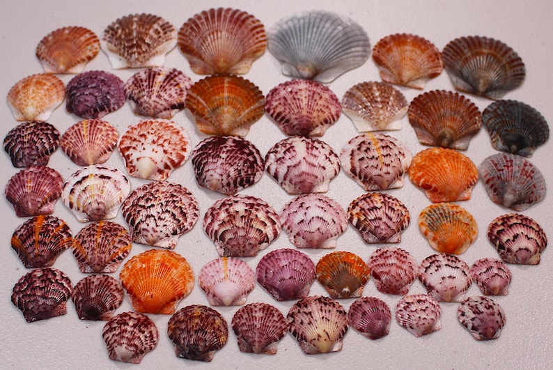 Florida Scallop Shells – Vibrant Bulk Sets, Gulf Coast Varieties ...
