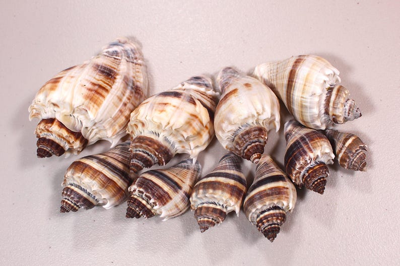 Florida Crown Conch Shells – Coastal Décor or Collector Shells - Etsy