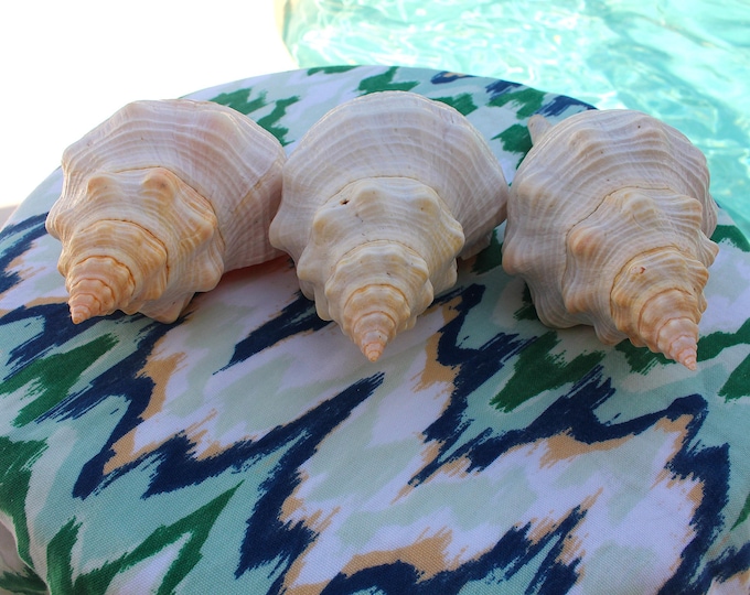 Florida Horse Conch Shells: Coastal Decor, Collector's Seashell (12-13 ...