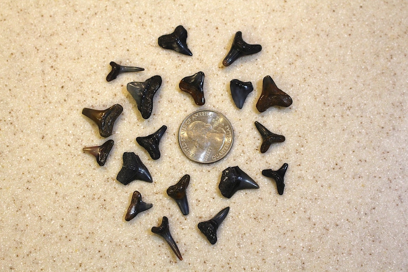 Fossilized Shark Teeth From Venice, FL (25/50/75) - Etsy