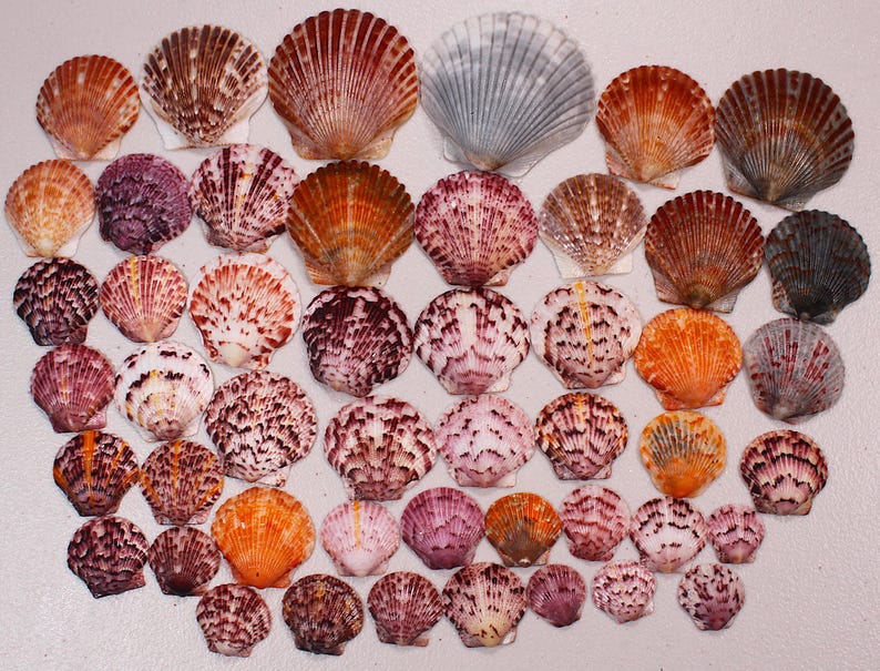 Florida Scallop Shells – Vibrant Bulk Sets, Gulf Coast Varieties ...