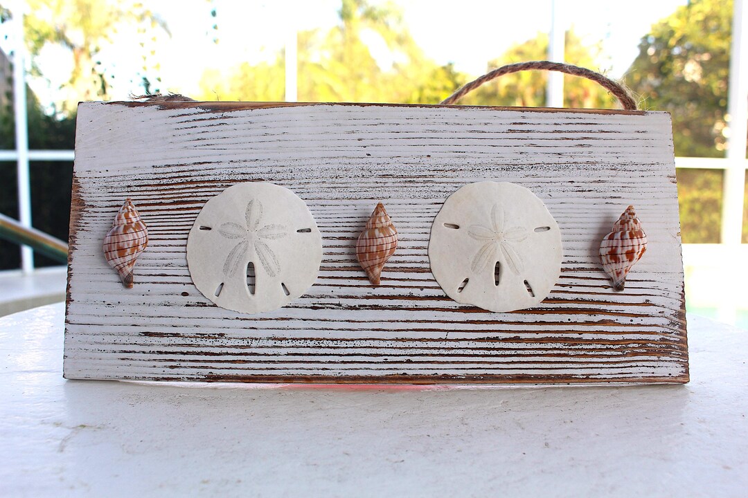 Seashell Wall Hanging: Sand Dollars & Banded Tulips - Coastal Decor - Etsy