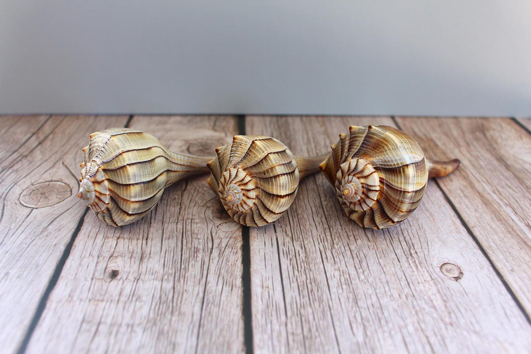 Florida Lightning Whelk Shells Set - Coastal Decor, Collector Display ...
