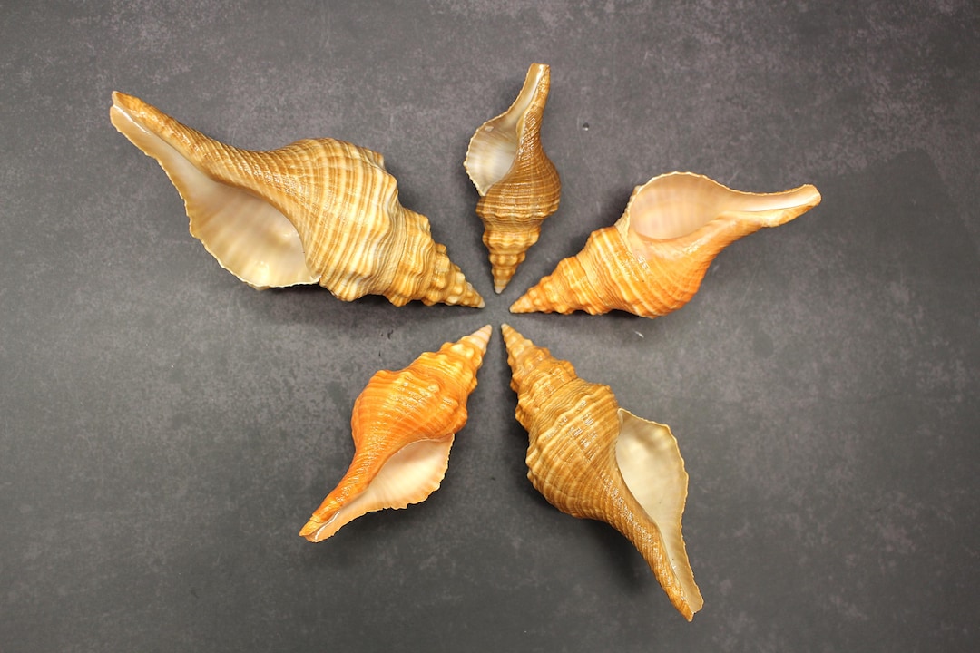 Florida Horse Conch Shells - Set of 5 (3-5") + Mystery Shell - Etsy