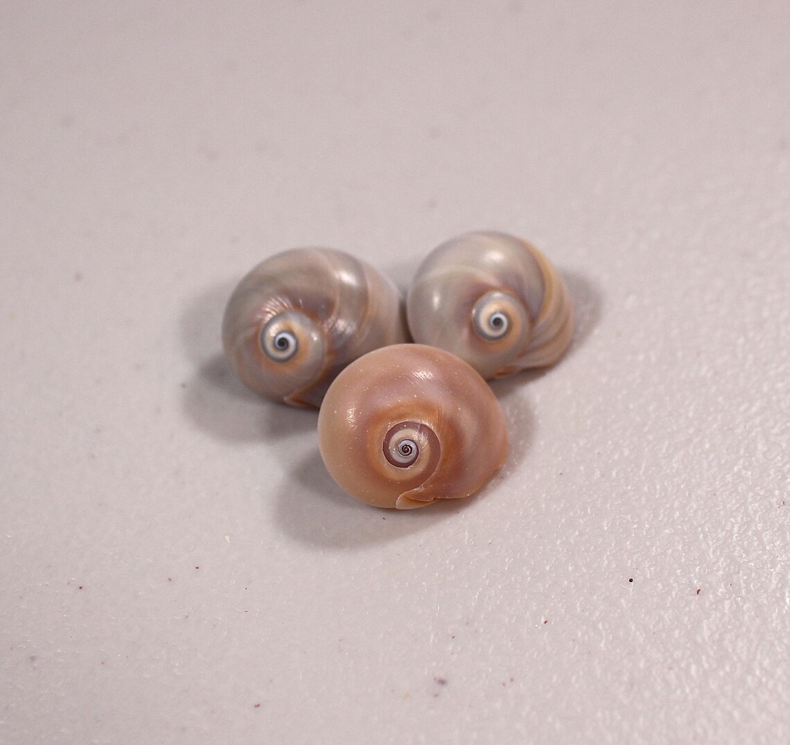 Shark Eye Shells - Set of 10 Natural Florida Seashells, Coastal Decor ...
