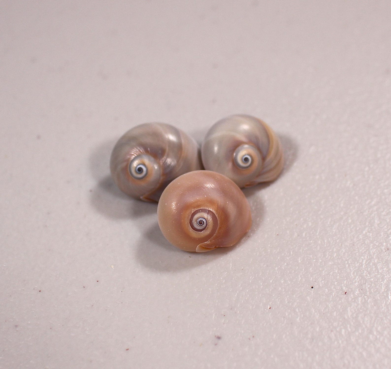 Shark Eye Shells - Set of 10 Natural Florida Seashells, Coastal Decor ...