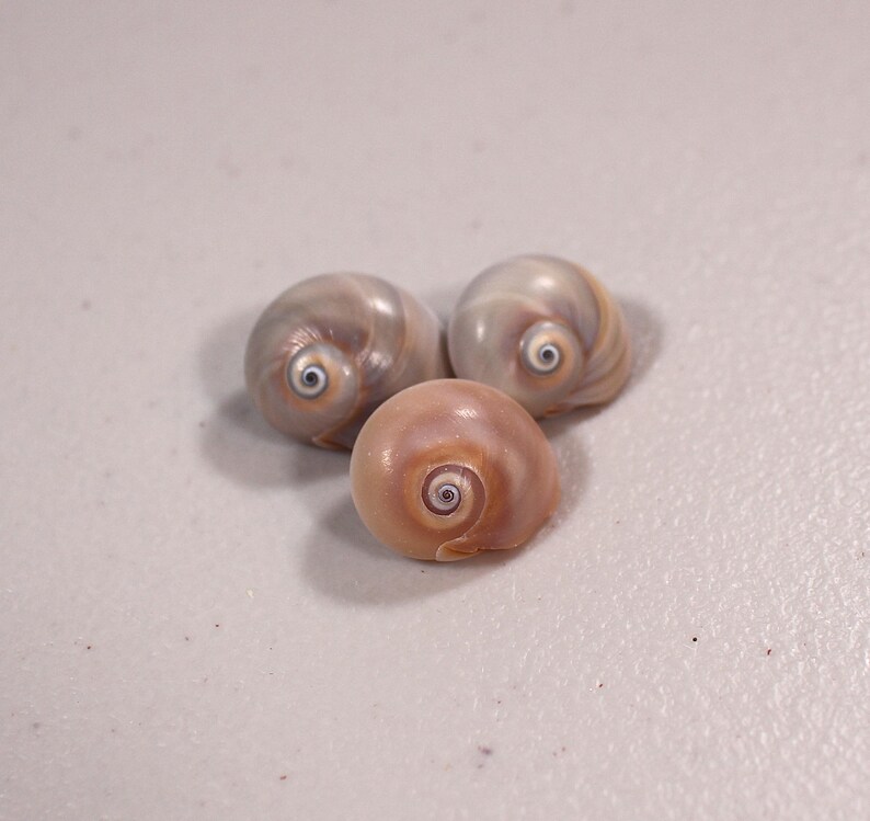 Shark Eye Shells - Set of 10 Natural Florida Seashells, Coastal Decor ...