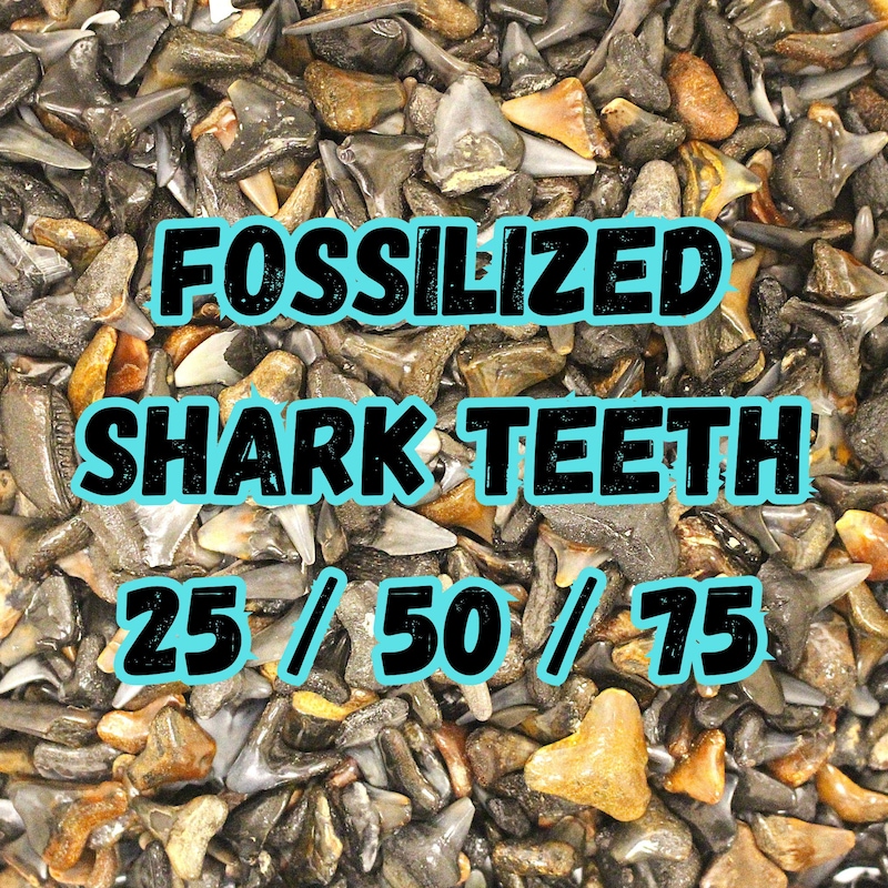 Venice Fossil - Etsy UK