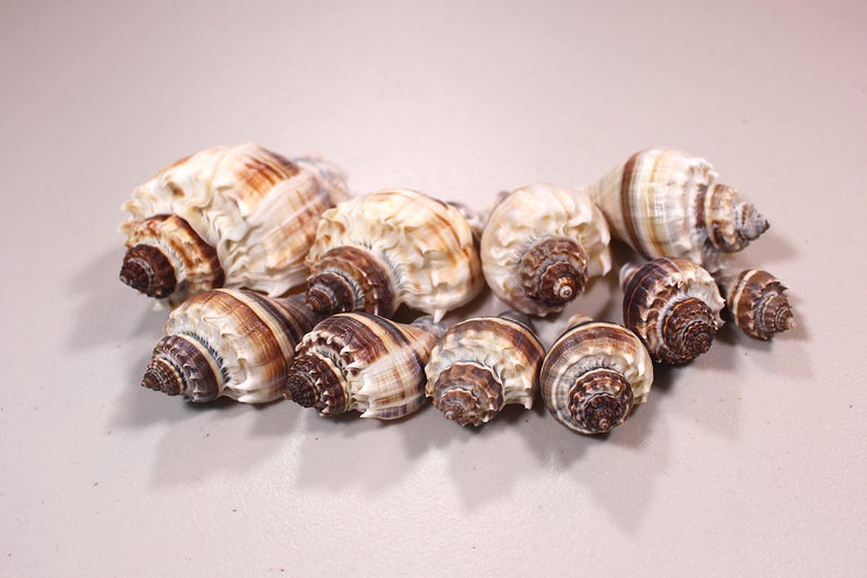 Florida Crown Conch Shells – Coastal Décor or Collector Shells - Etsy