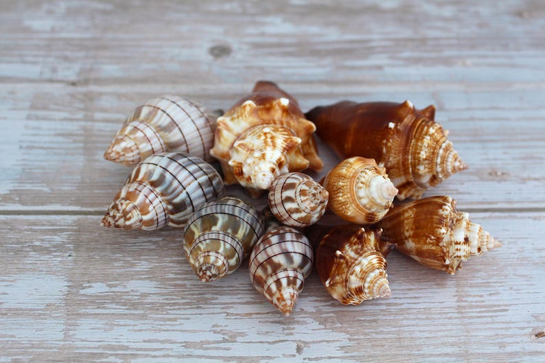 Gulf Coast Seashell Mix: Coastal Décor, Craft Supply - 1 Lb Mix - Etsy