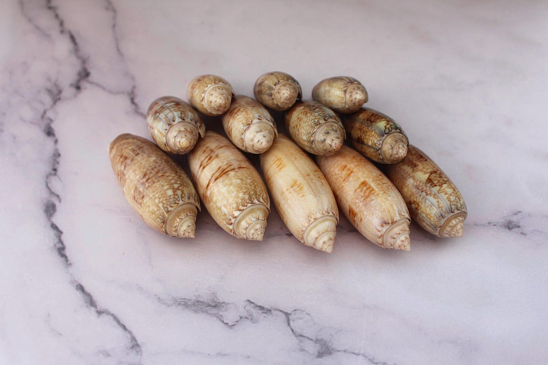 Lettered Olive Seashells: Gulf Coast Craft & Coastal Decor (set of 12 ...