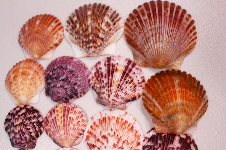 Florida Scallop Shells – Vibrant Bulk Sets, Gulf Coast Varieties ...