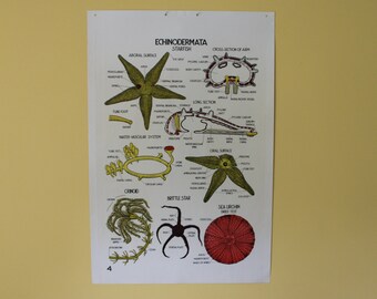 Starfish Chart | Etsy