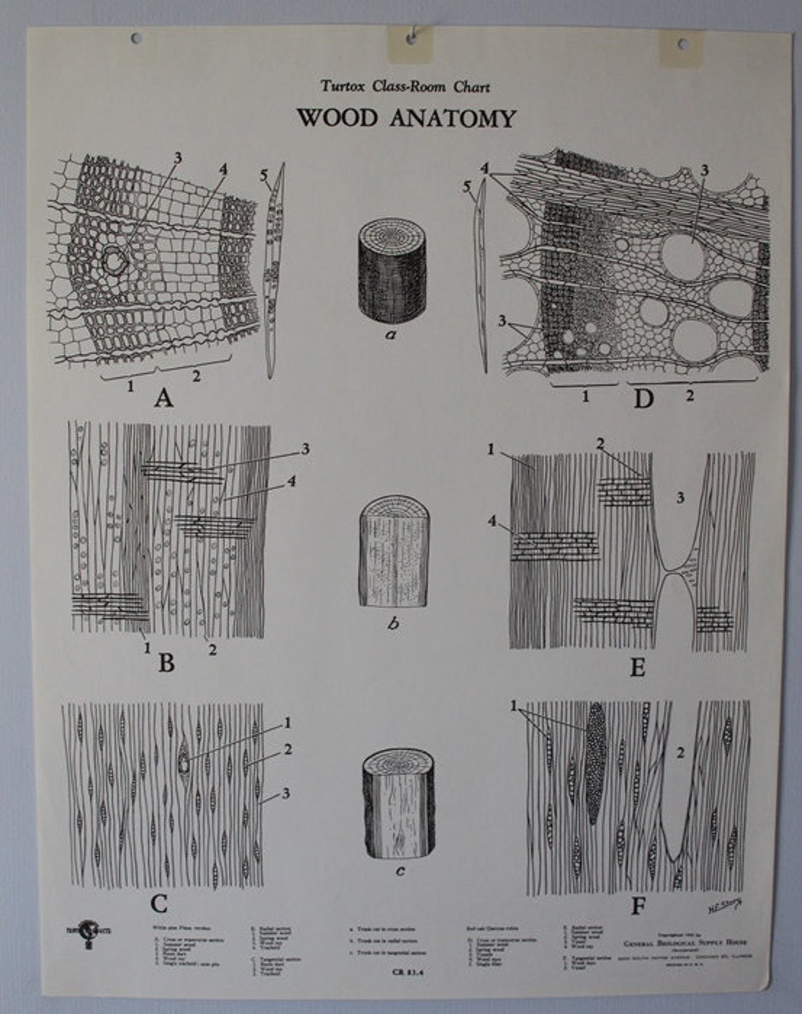 Vintage Wood Anatomy Wall Chart From Turtox - Etsy Canada