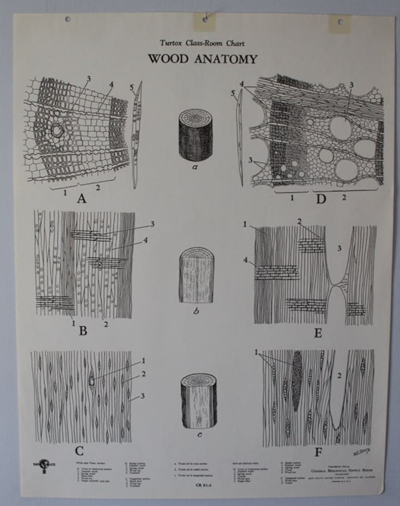 Vintage Wood Anatomy Wall Chart From Turtox - Etsy Canada