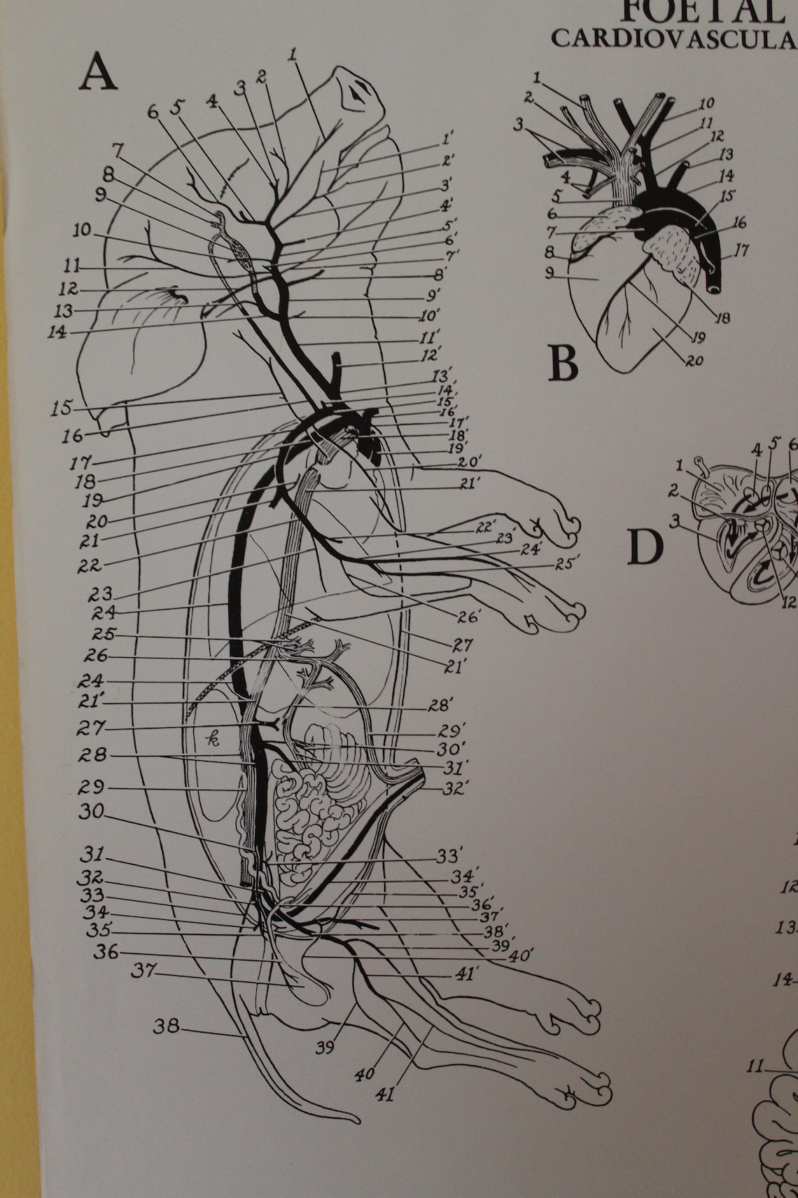 Vintage Fetal Pig Cardiovascular System Wall Chart From Turtox - Etsy