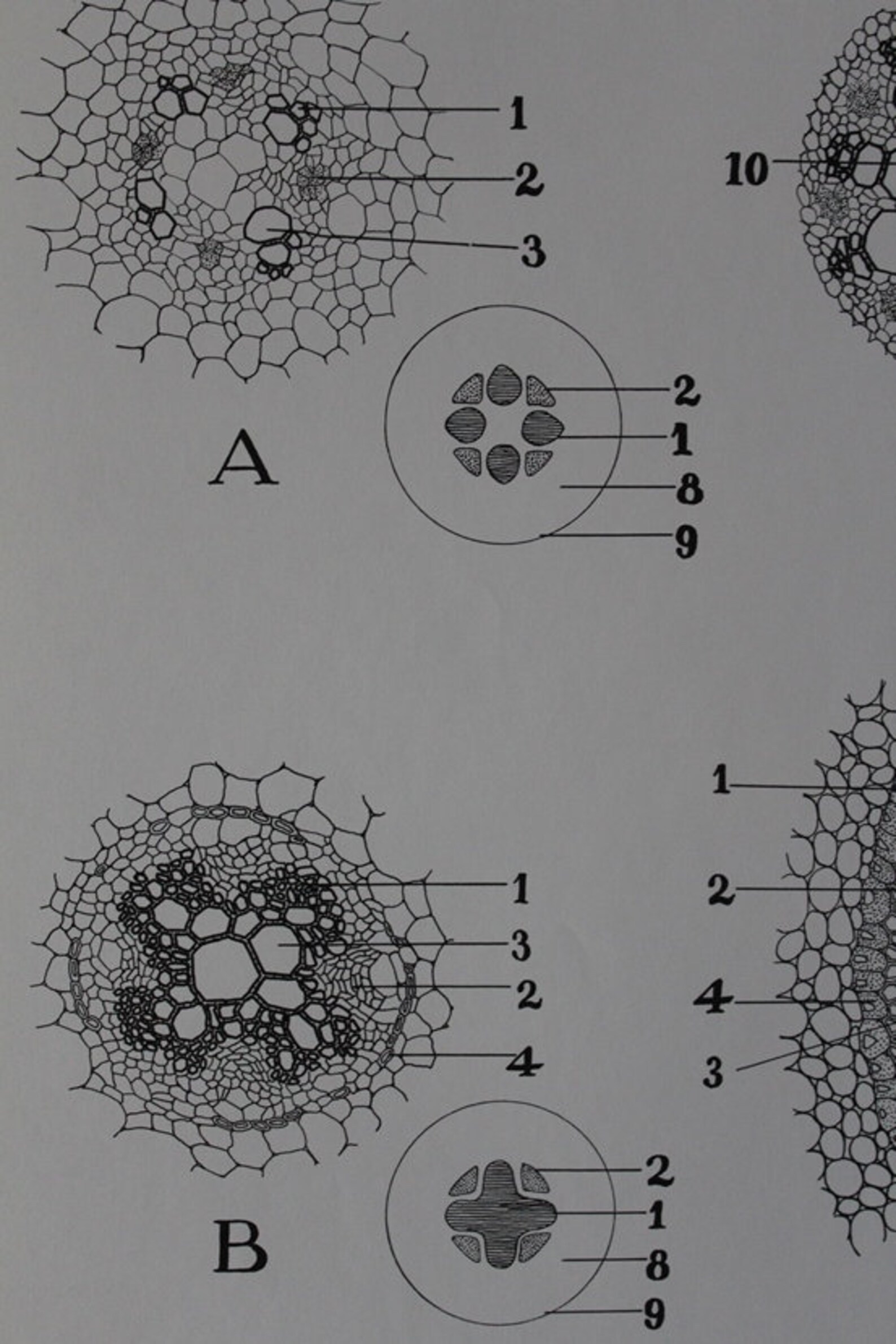Vintage Root Anatomy Classroom Chart From Turtox - Etsy