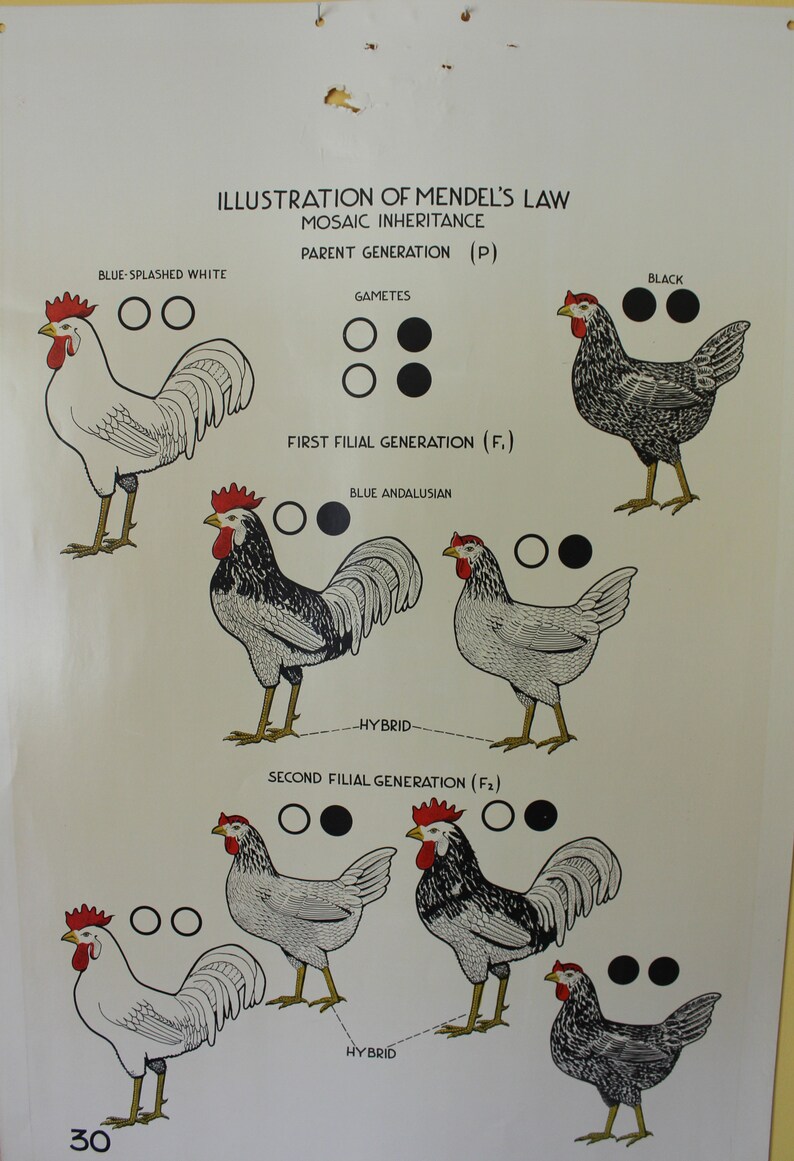 Vintage Smallwood Zoological Chart 30 - Mendel's Law of Inheritance - Etsy
