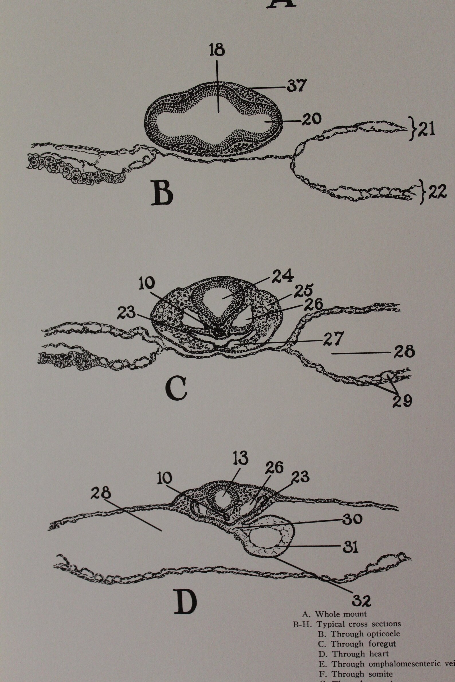 Vintage 33 Hour Chick Embryo Development Classroom Chart From Turtox - Etsy