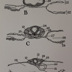 Vintage 33 Hour Chick Embryo Development Classroom Chart From Turtox - Etsy