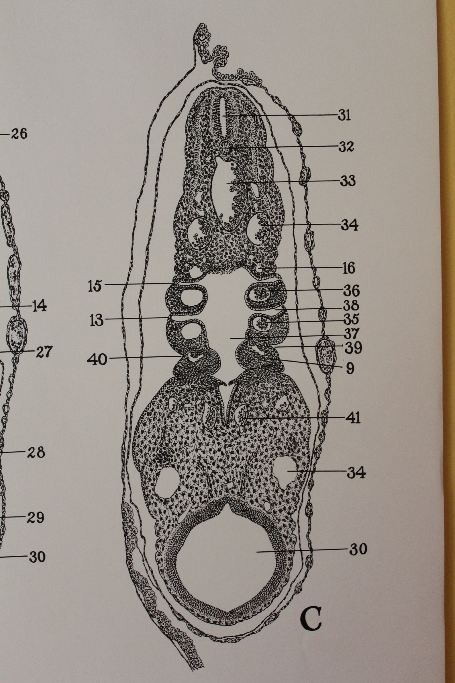 Vintage 72 Hour Chick Embryo Development Wall Chart From Turtox - Etsy