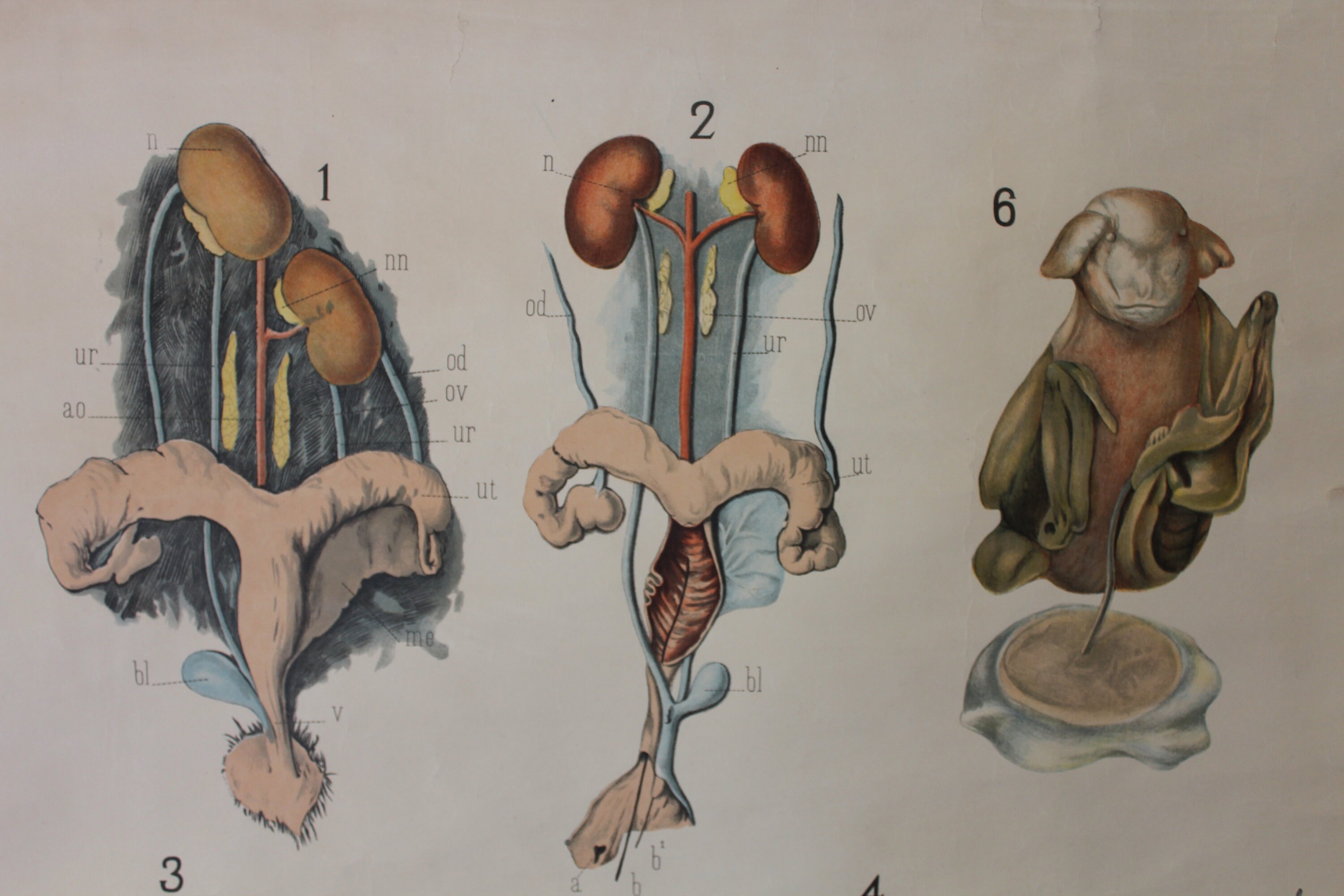 Smalian Biology Wall Chart Mammalian Reproductive Organs and - Etsy