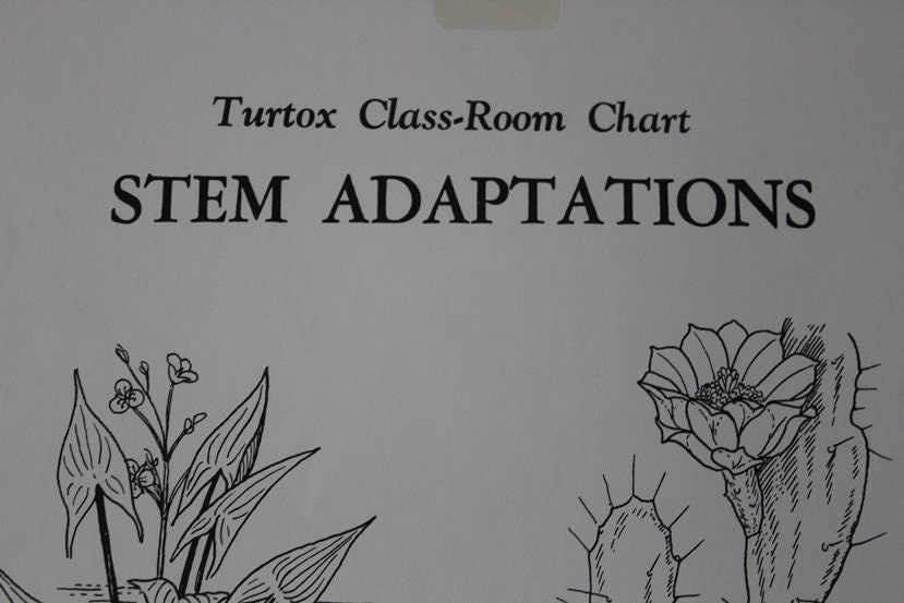 Vintage Stem Adaptations Classroom Chart From Turtox - Etsy Hong Kong