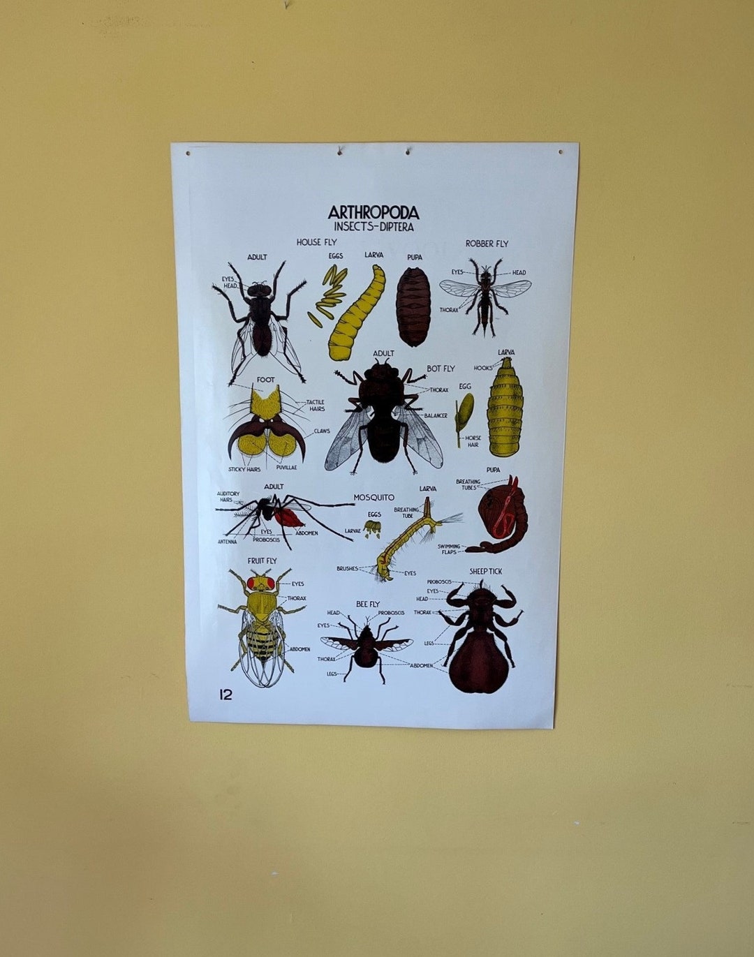 Vintage Smallwood Zoological Chart 12 Insect / Arthropod / Diptera ...