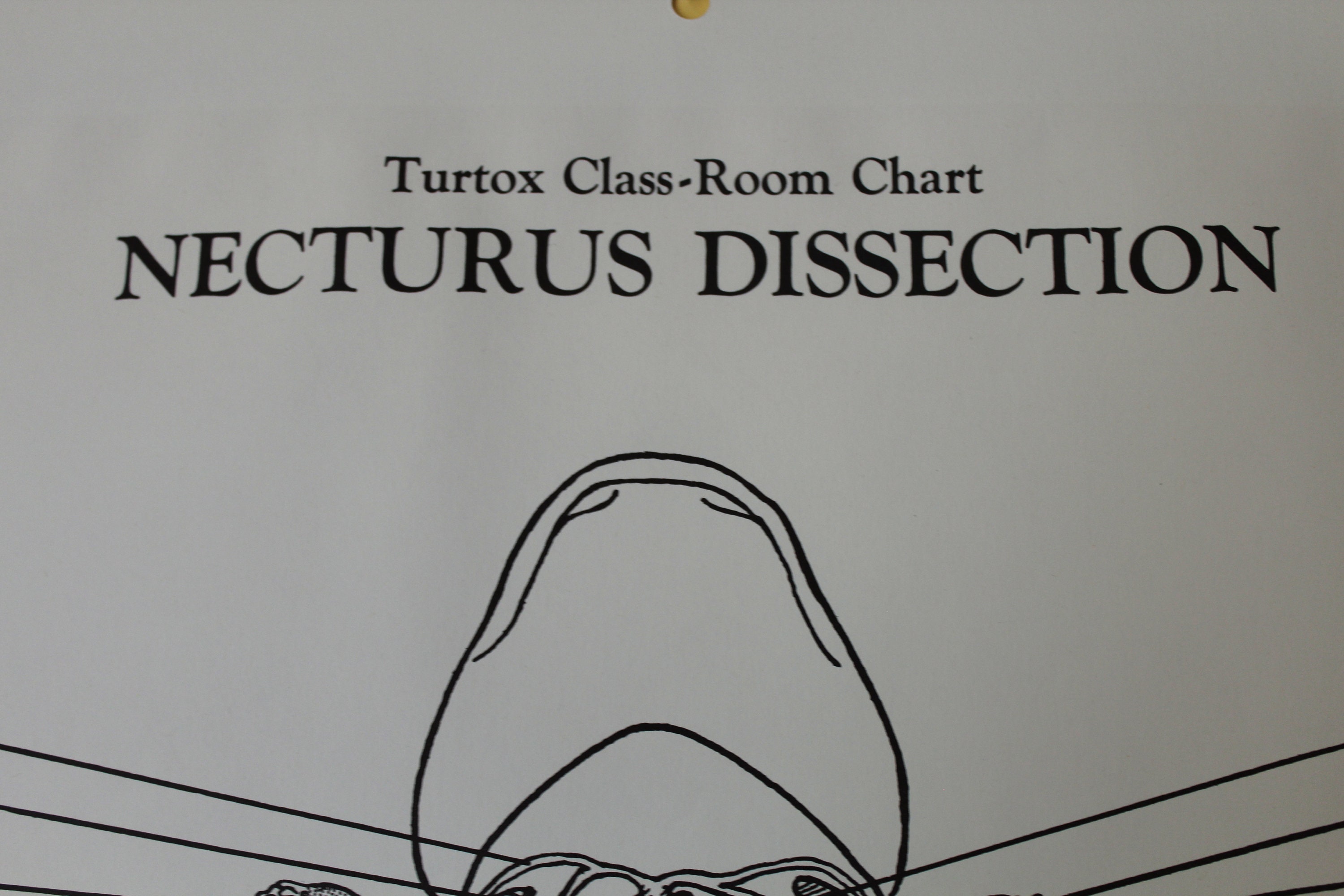 Necturus Dissection