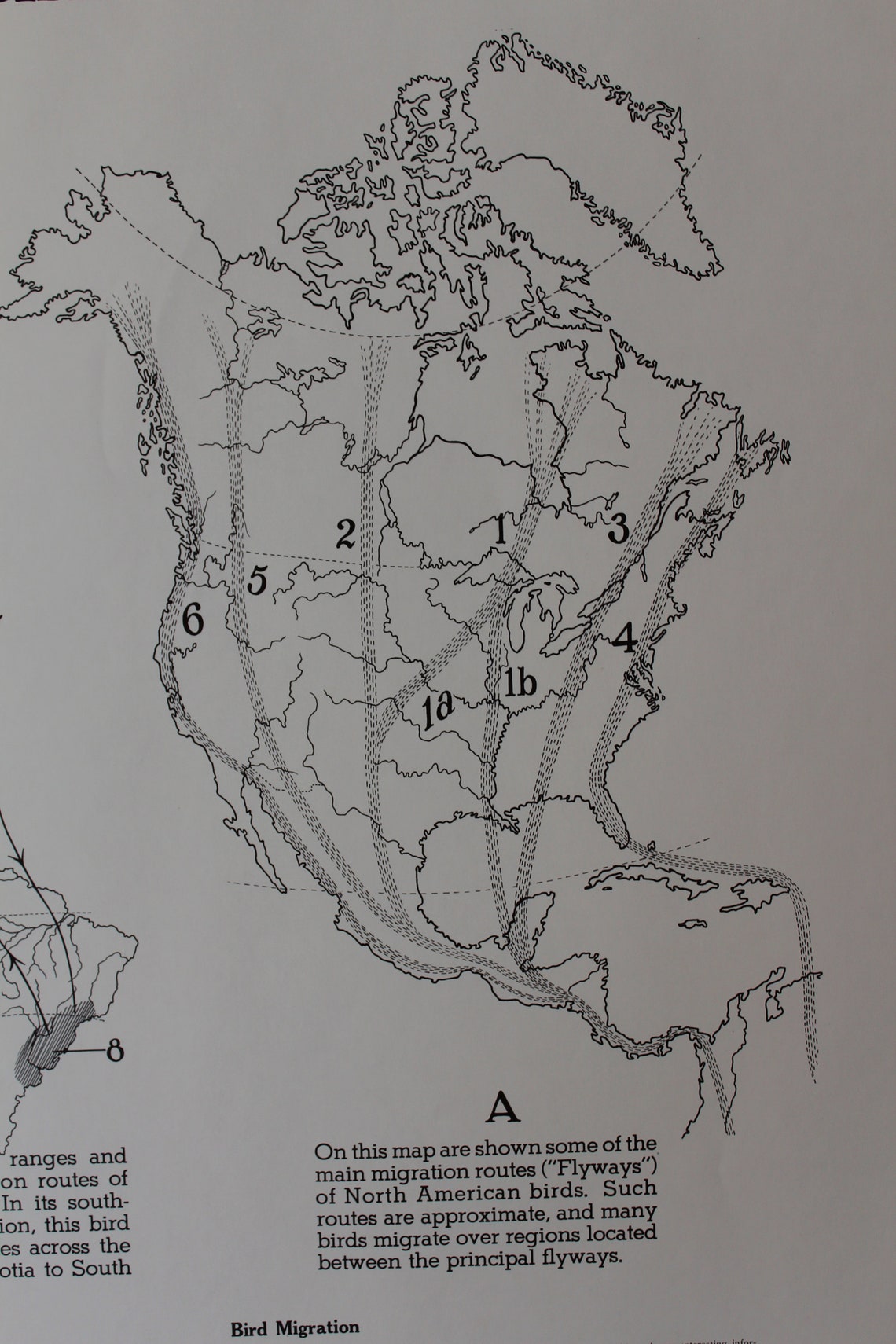 Vintage North American Bird Migration Routes Wall Chart From - Etsy