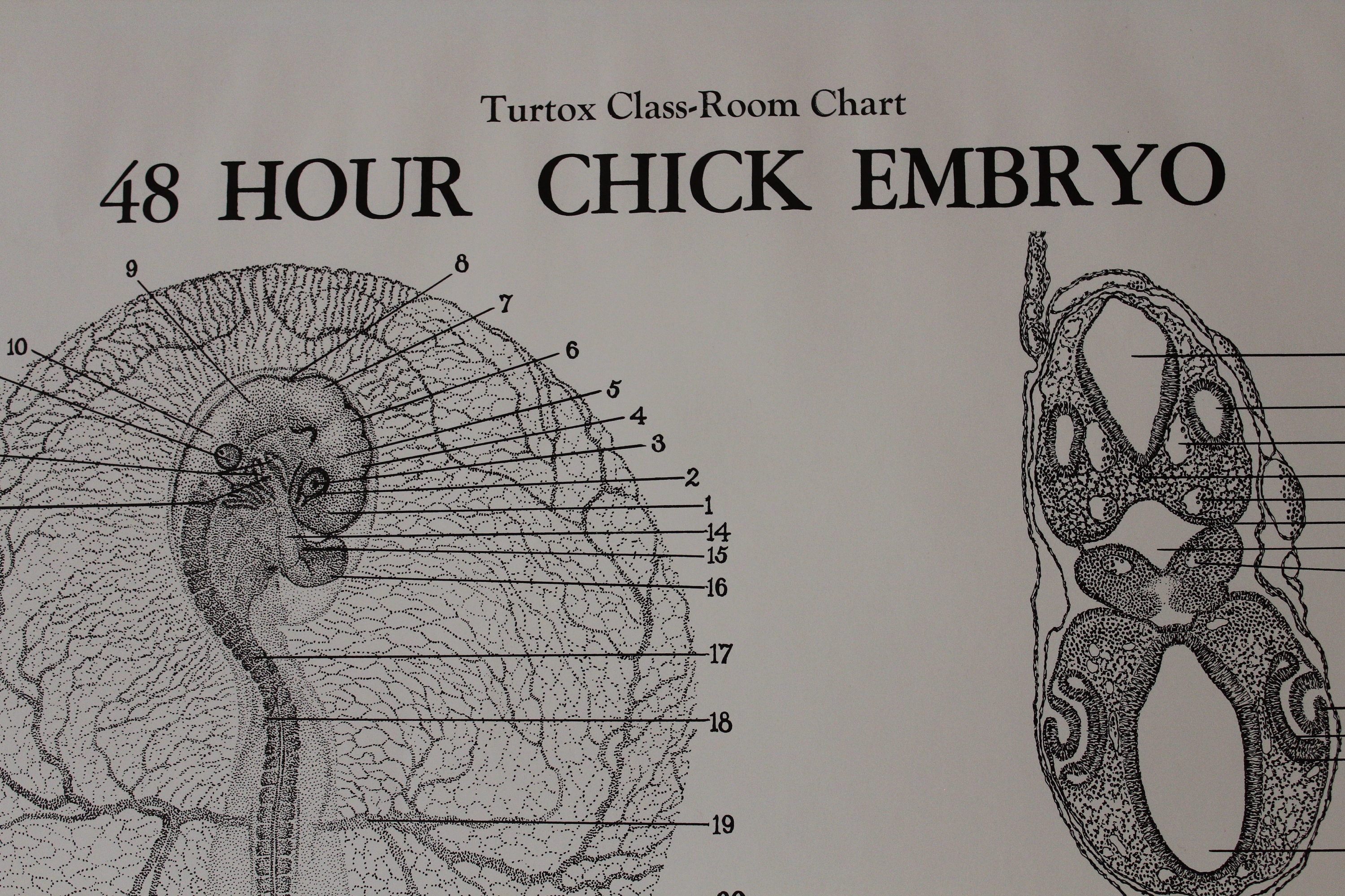 Vintage 48 Hour Chick Embryo Development Wall Chart From - Etsy