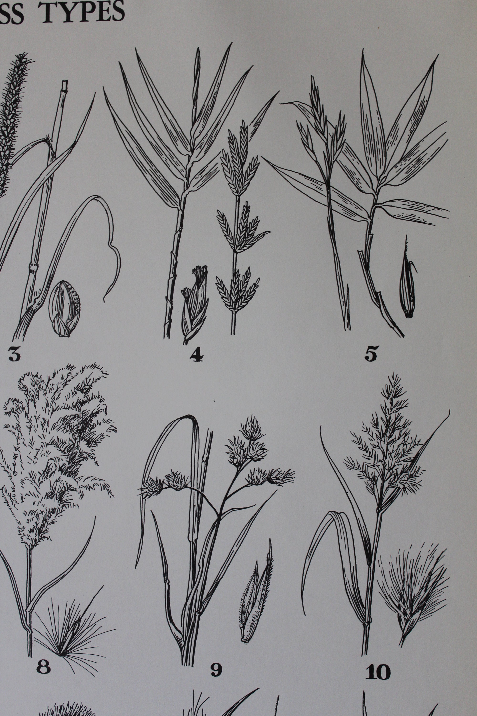 Vintage Grass Types Classroom Chart From Turtox, General Biological ...