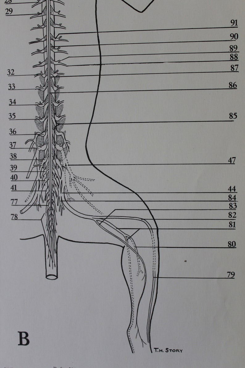 Vintage Cat Nervous System Wall Chart From Turtox, General Biological ...