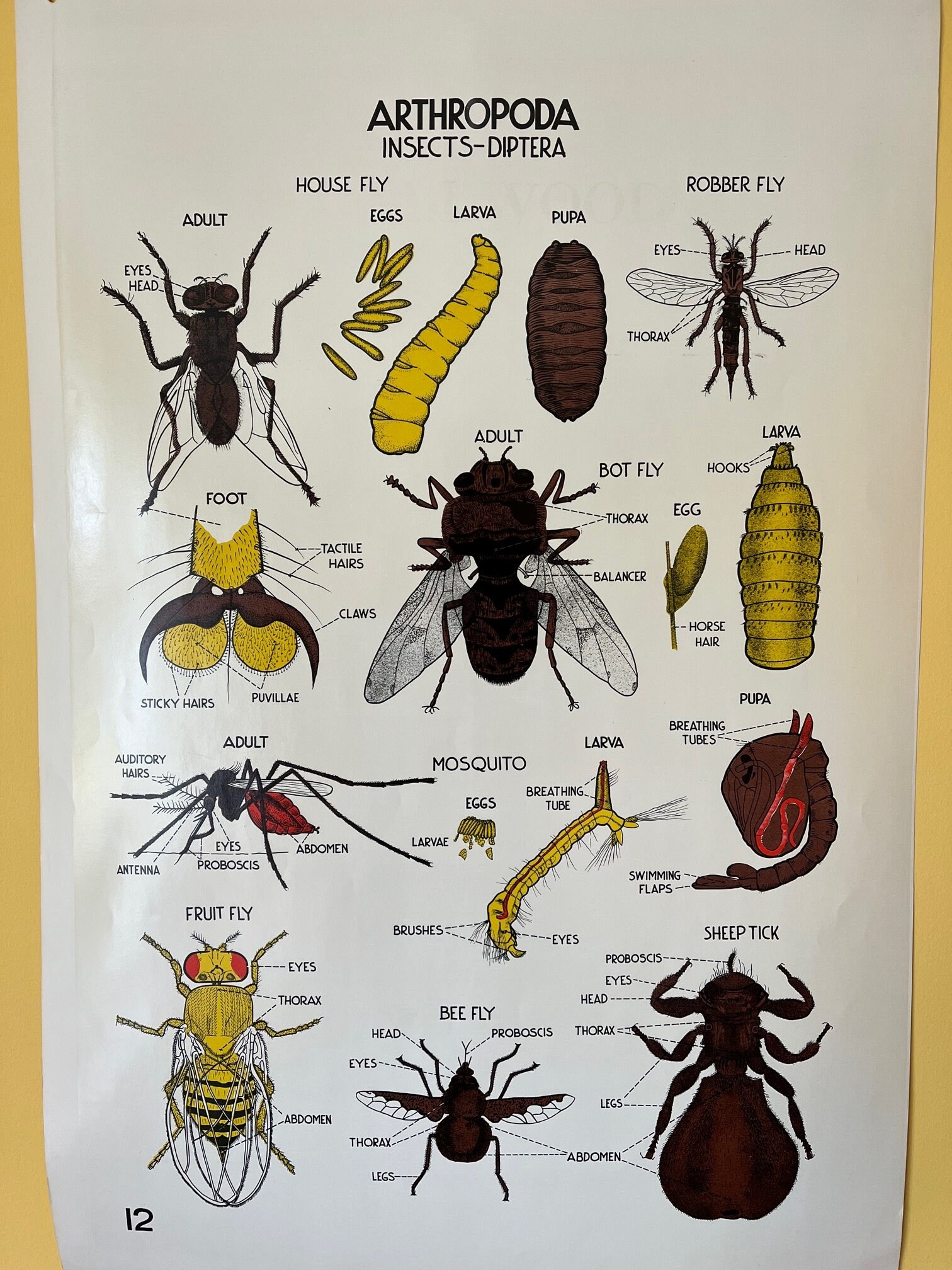 Vintage Smallwood Zoological Chart 12 Insect / Arthropod / Diptera ...