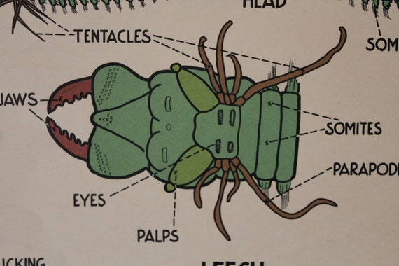Arthropod Anatomy Diagram