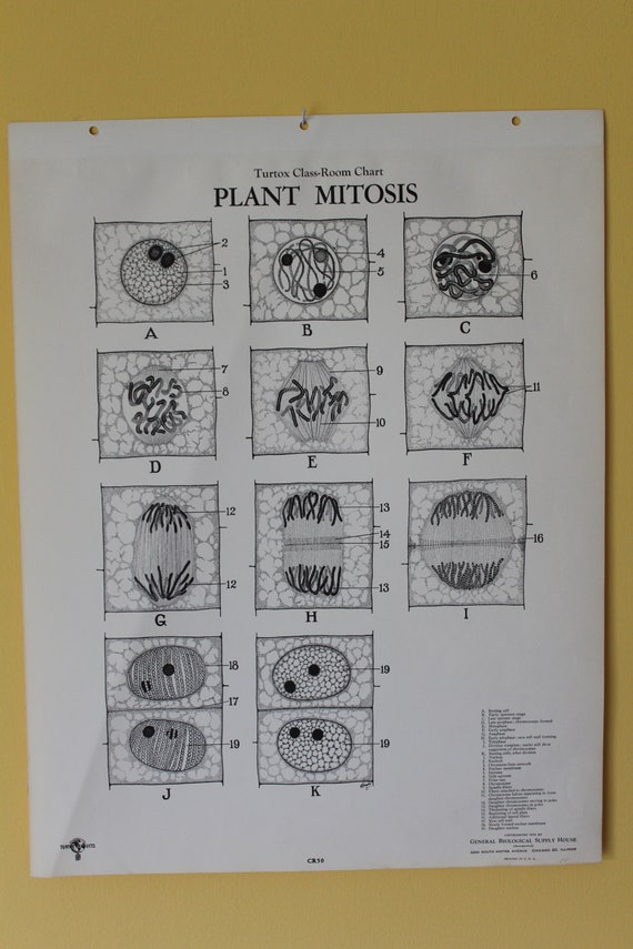 Mitosis Plant Cell Diagram Glossary Of Common Mitosis Terms